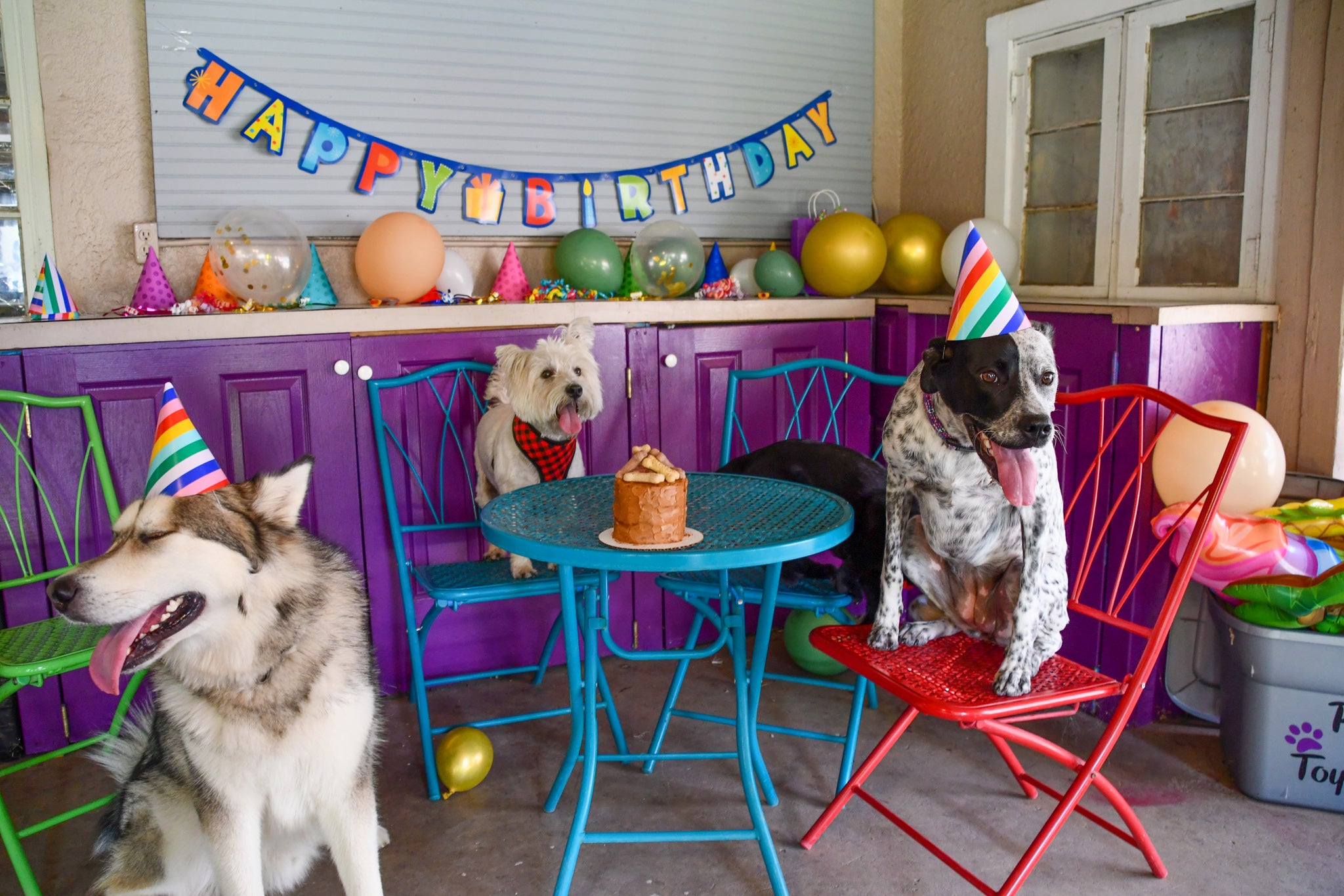 Dela's Doggy Desserts - Dog Birthday Cake, Dog Dessert Treat | Dela's ...