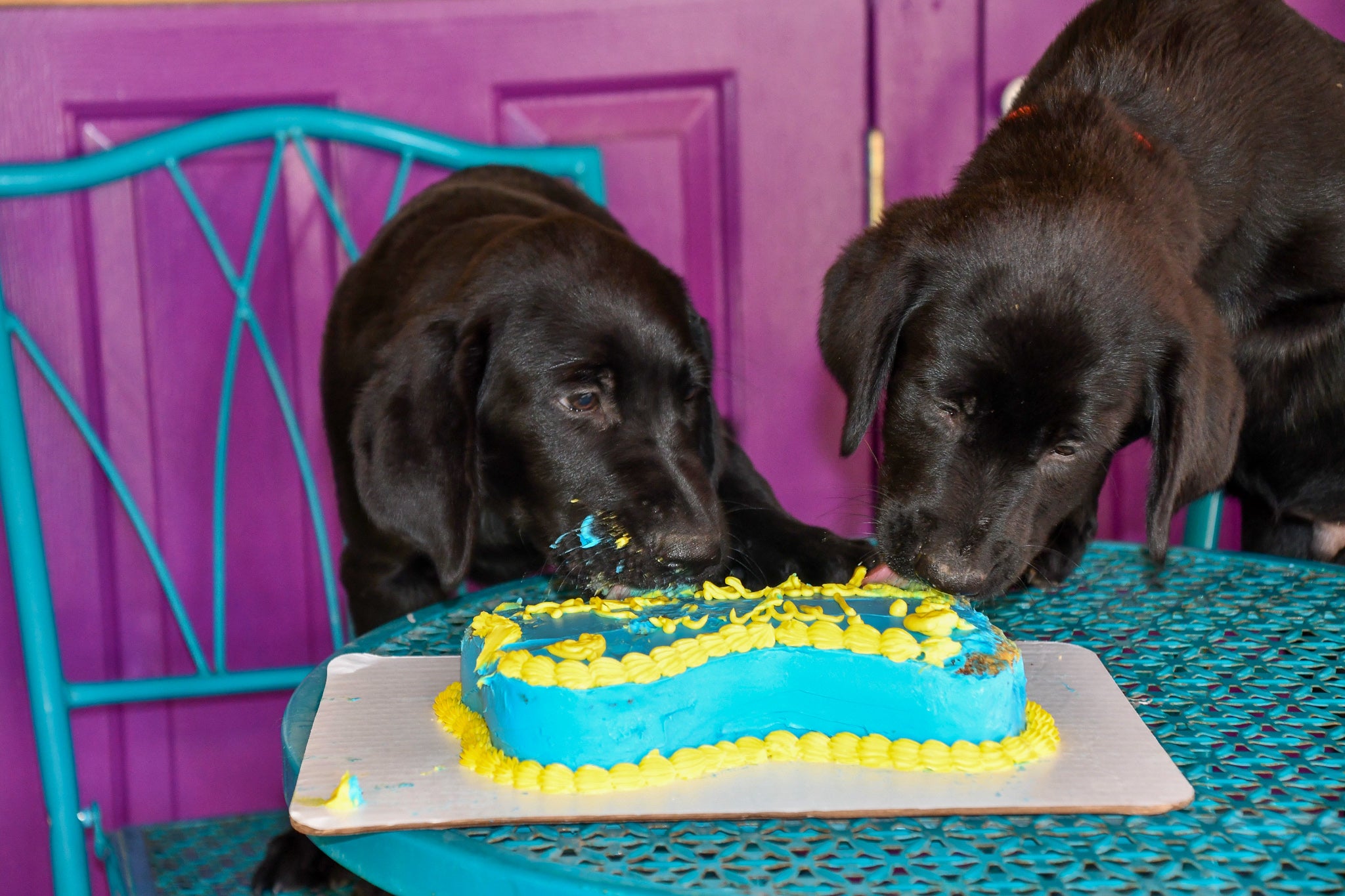 Dela's Doggy Desserts - Dog Birthday Cake, Dog Dessert Treat | Dela's ...